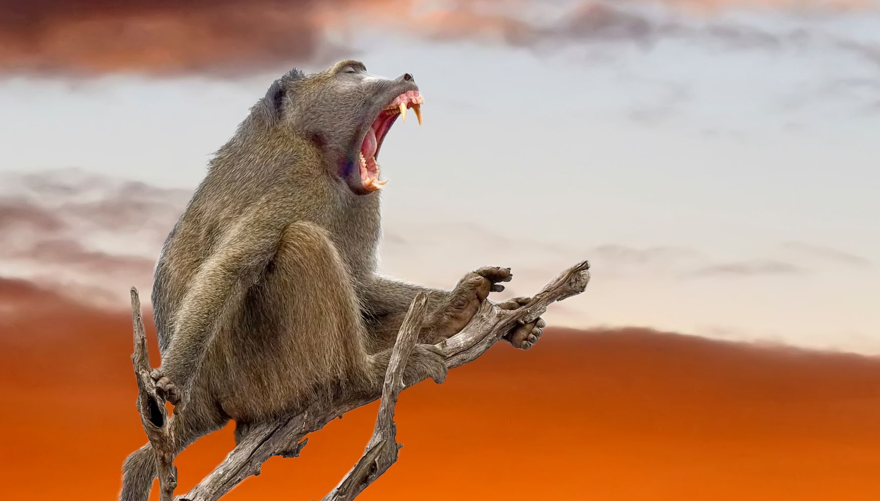 Die honde teen die bobbejaan - Koffiekaskenades