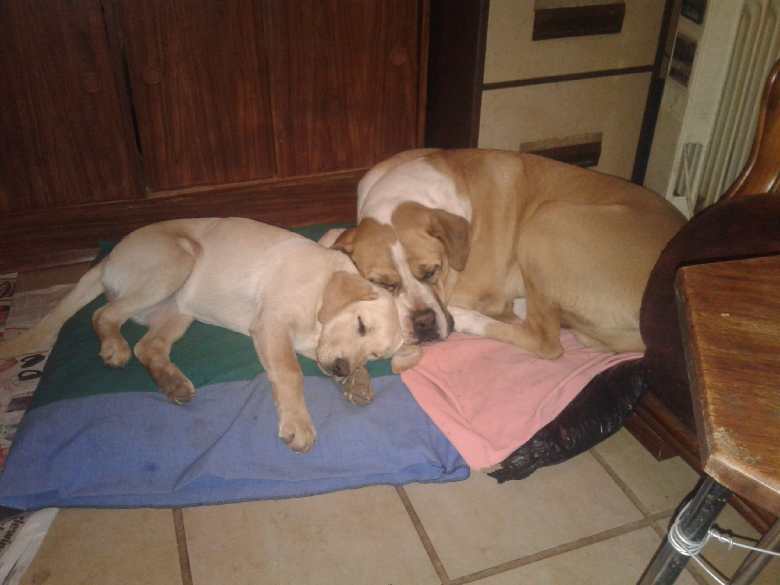 Ons geliefde honde - Koffiekaskenades